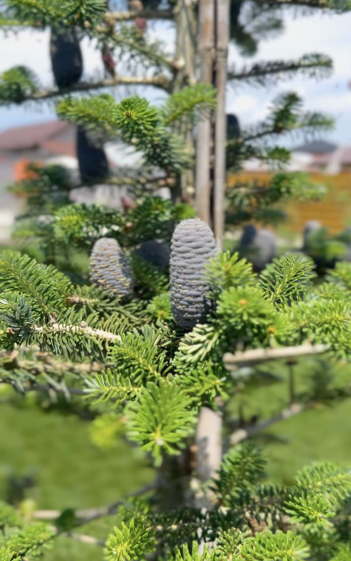 Cum sa ingrijesti Bradul. - Studio Garden - Proiectare, amenajare și ...