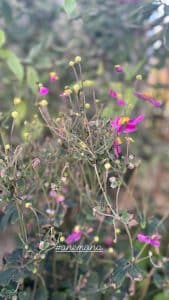 Flori Perene: Spectacol Floral pe Tot Parcursul Anului