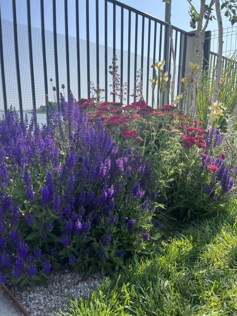 Flori Perene: Spectacol Floral pe Tot Parcursul Anului