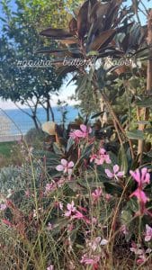 Flori Perene: Spectacol Floral pe Tot Parcursul Anului